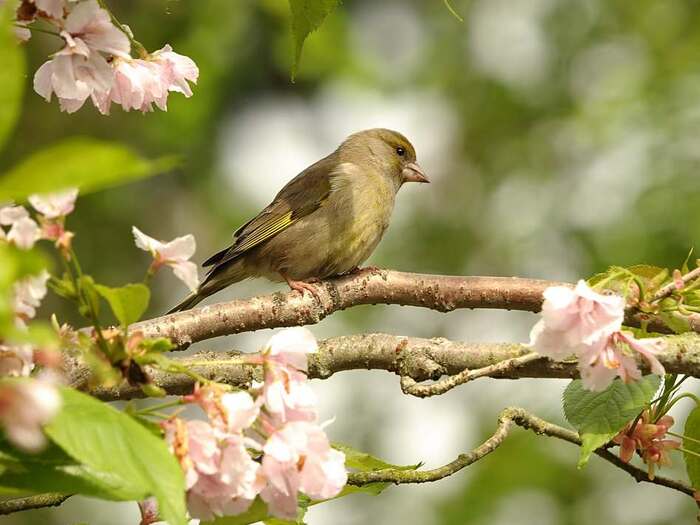 Ptáci :: Kurzy pro vsechny